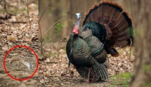 What Does Turkey Poop Look Like? A Hunter's Guide to Identifying Turkey ...