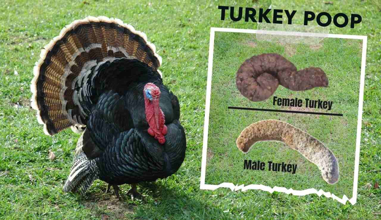 What Does Turkey Poop Look Like? A Hunter's Guide to Identifying Turkey Poop in the Wild