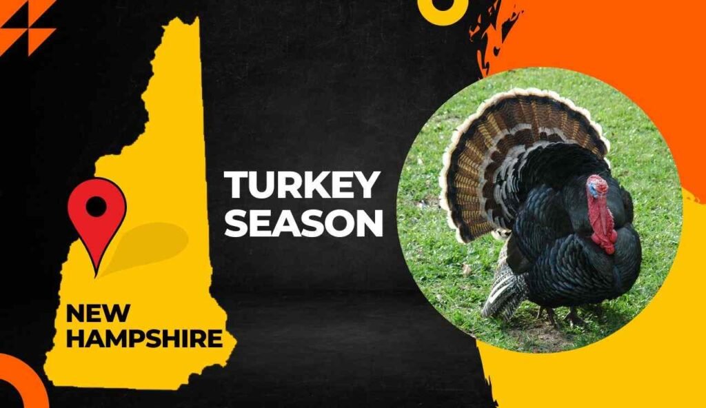🦃Colorado Turkey Season 2025-2026: [Dates, Bag Limits, Regulations & More!]