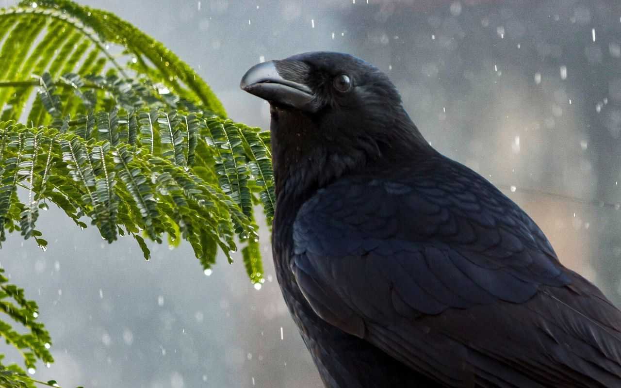 Differences Between Crows and Ravens-What Do You Need to Know About the ...
