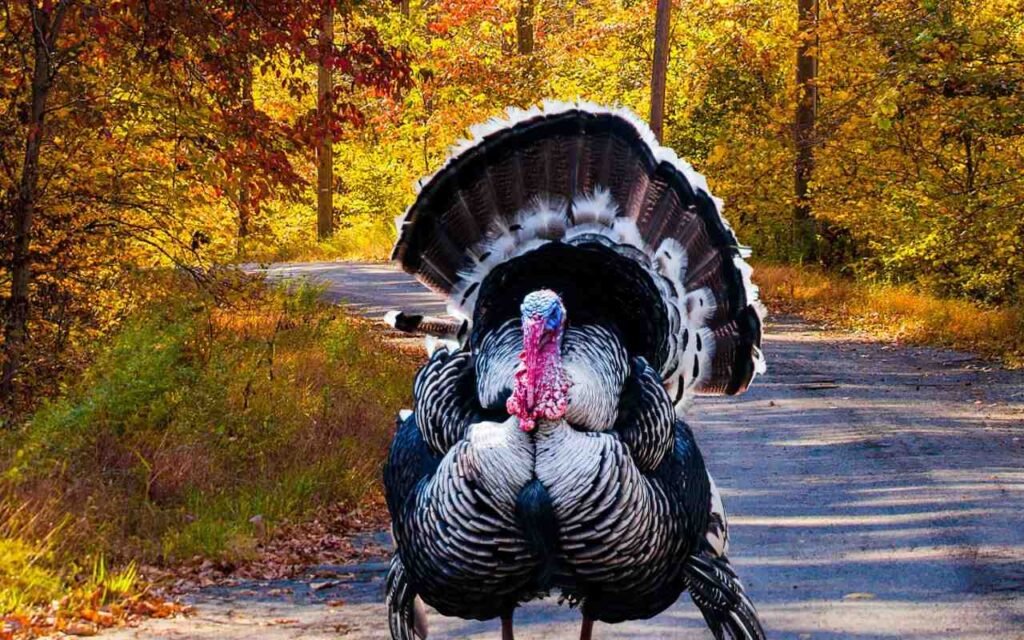 How to Turkey Hunt In The Fall 🦃 - Mastering The 🏹 Techniques for A ...