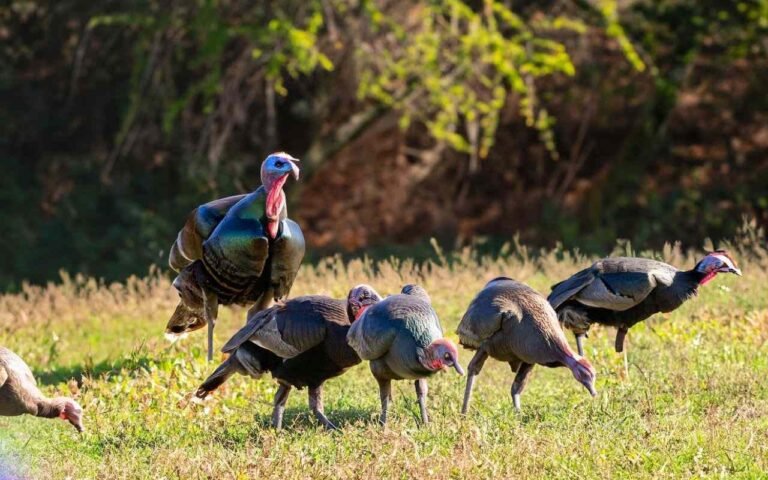 Wild Turkey Behavior: 🦃Insights into Feeding🌿, Roosting, and ...