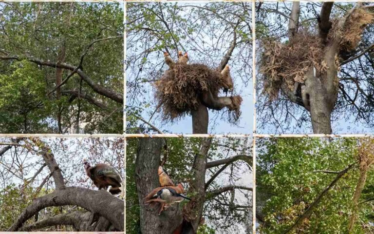 Wild Turkey Habitats Unleashed: A Closer Look at the Dynamic Habitats ...