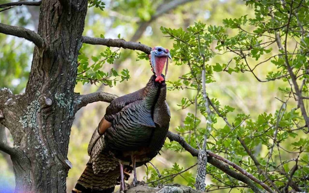 Wild Turkey Behavior: 🦃Insights into Feeding🌿, Roosting, and ...
